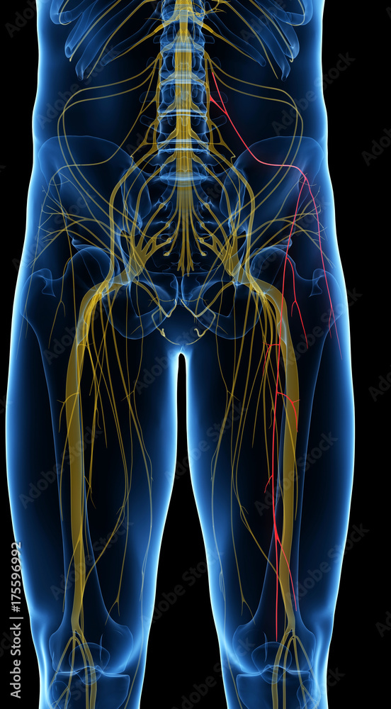 3d rendered medically accurate illustration of the Lateral Femoral ...