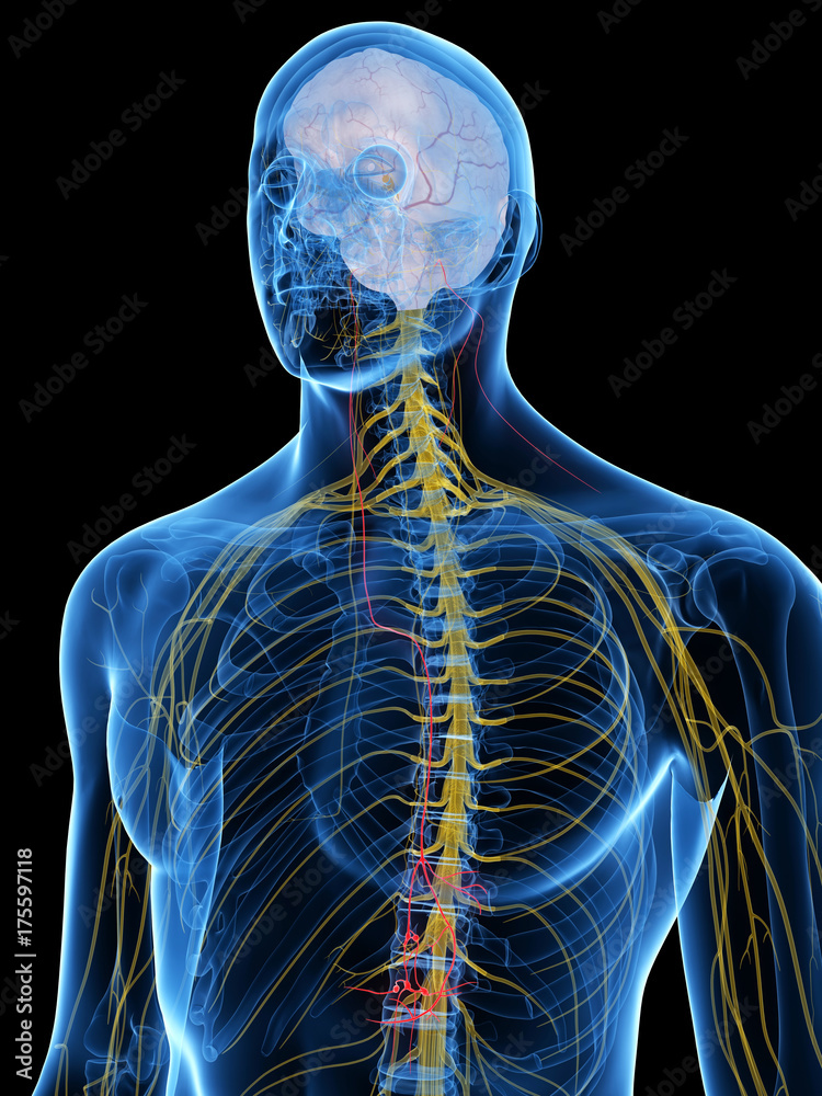 3d rendered medically accurate illustration of the Vagus Nerve Stock ...