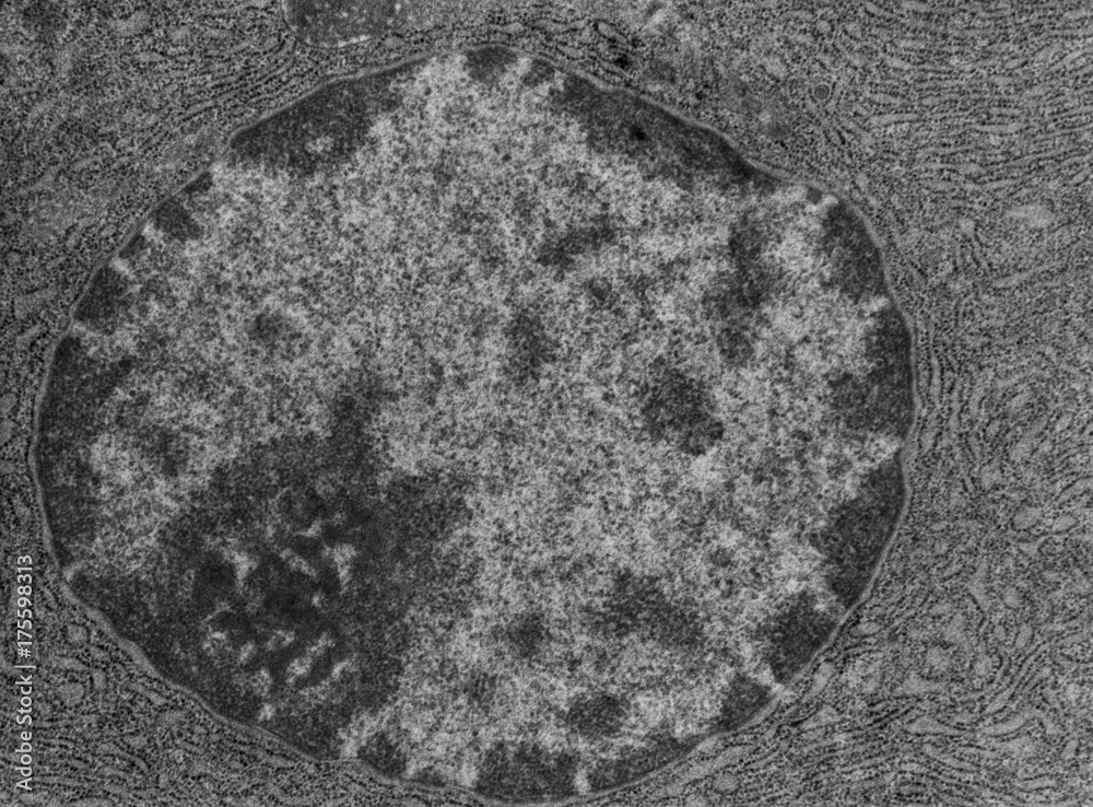 Nucleus and nucleolus, TEM Stock Photo | Adobe Stock