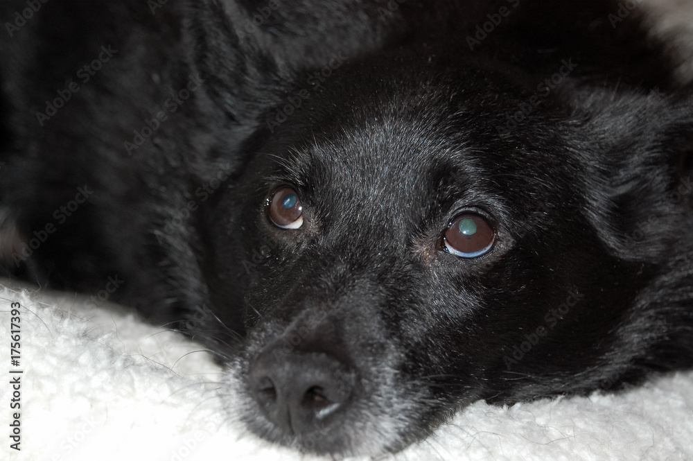 Old Schipperke (Belgian Barge Dog) close up of face while relaxing ...