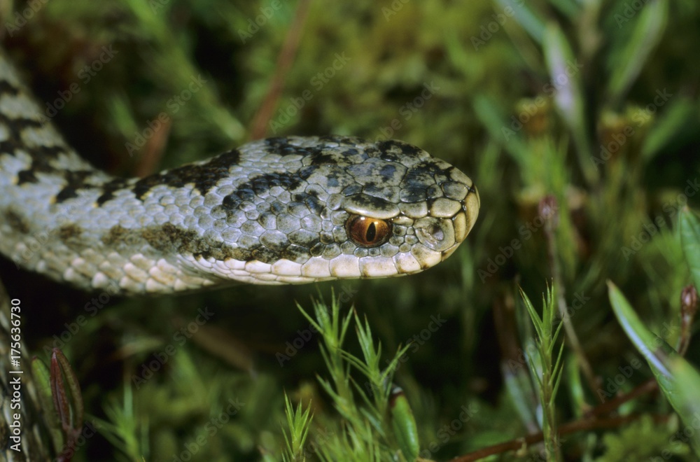 Common European Adder or Viper (Vipera berus), viperidae family ...