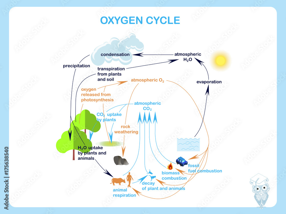 Scheme of the Oxygen cycle, flats design stock vector illustration ... Scheme of the Oxygen cycle, flats design stock vector illustration ...