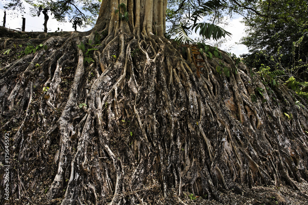 Roots of a big tree, Banyan Tree, Ficus benghalensis, Costa Rica ...