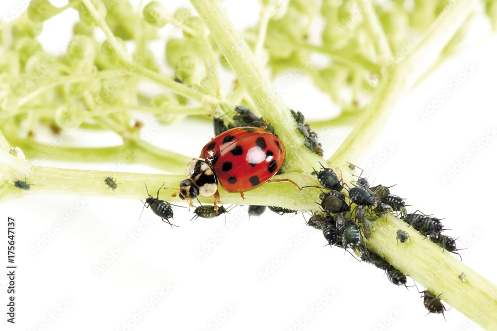Ladybird (Coccinellidae) and Plant Lice (Aphidoidea) Stock Photo ...