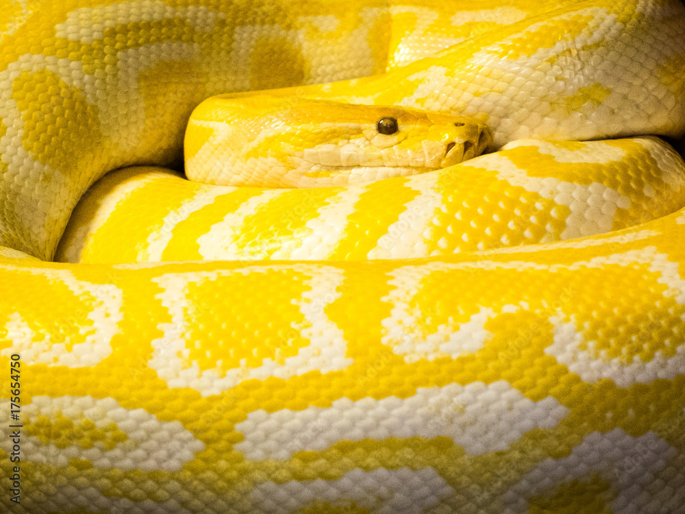 Schlange Stock Photo | Adobe Stock