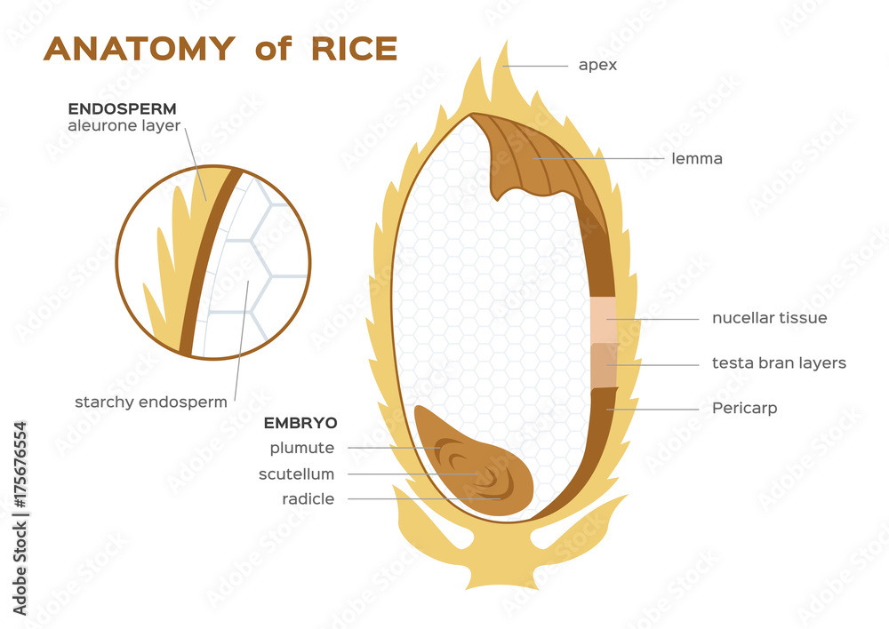 rice infographics . vector illustration infographic Stock Vector ...