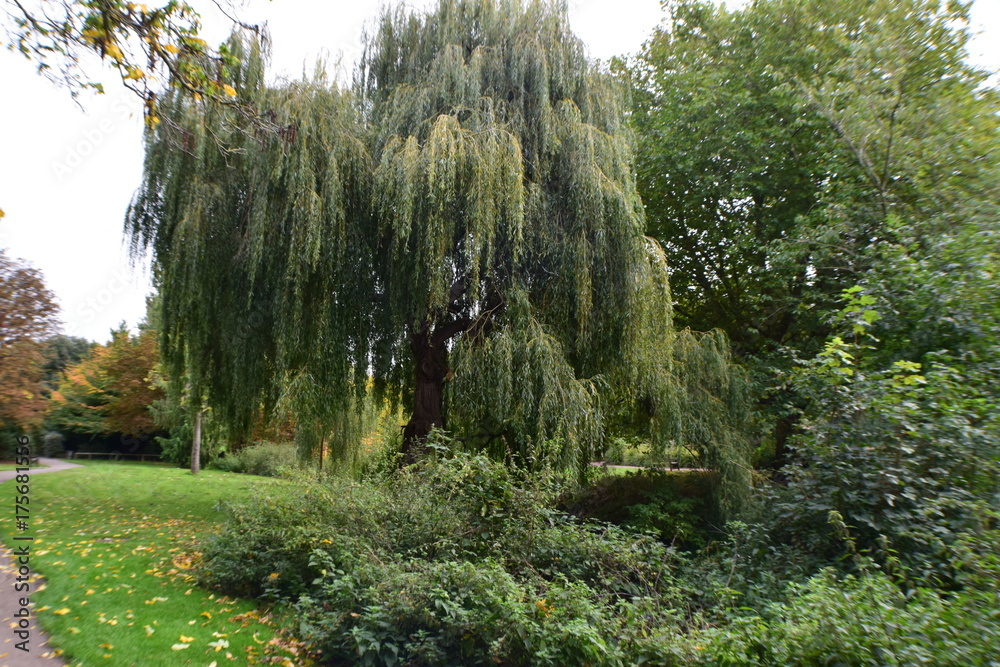 Willow Tree Stock Photo | Adobe Stock