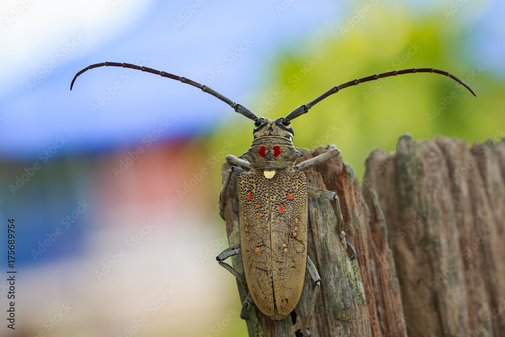 Image of Spotted Mango Borer(Batocera numitor) on a stump.Beetles ...