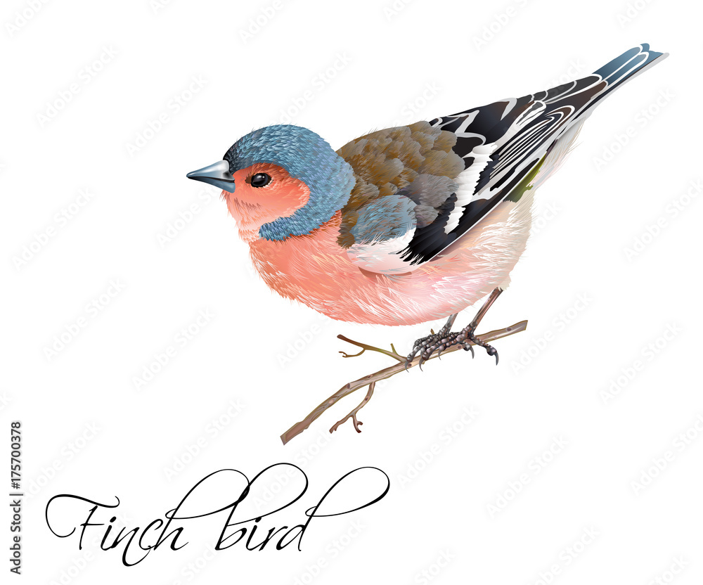 Finch bird illustration Stock Vector | Adobe Stock