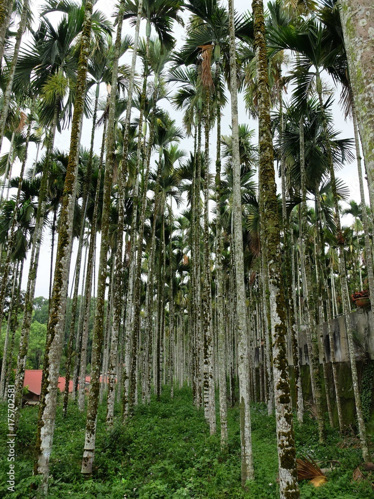 betel nut trees Stock Photo | Adobe Stock