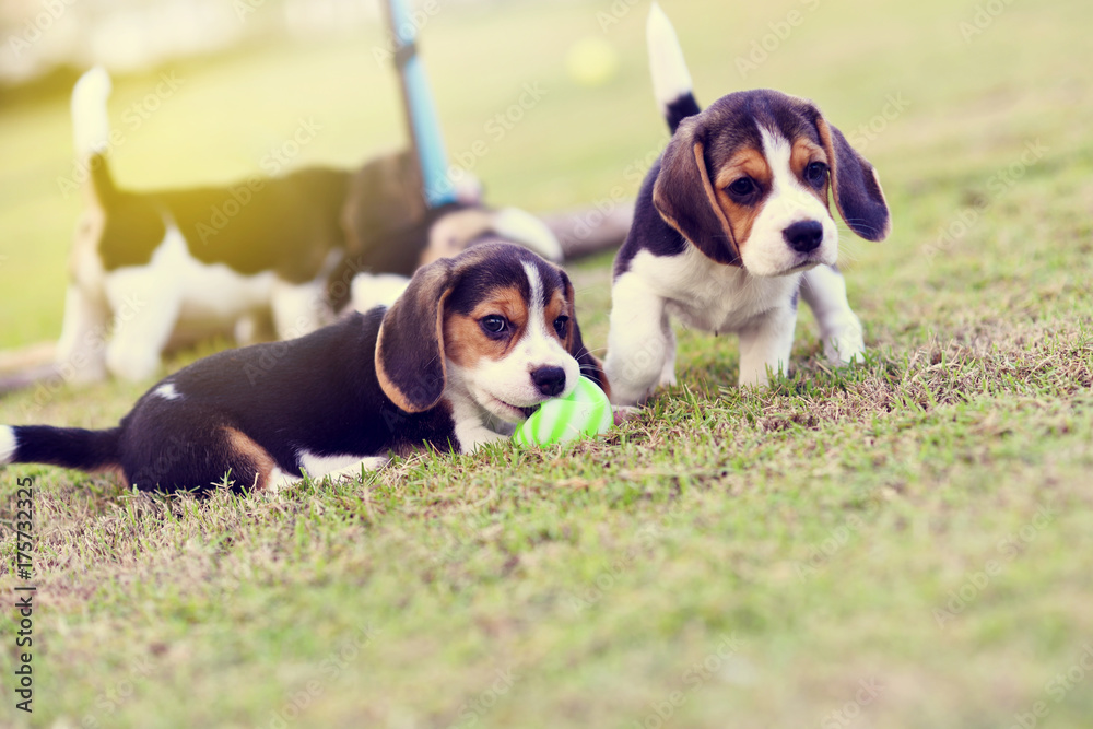 Little Beagles playing with ball in garden Stock Photo | Adobe Stock