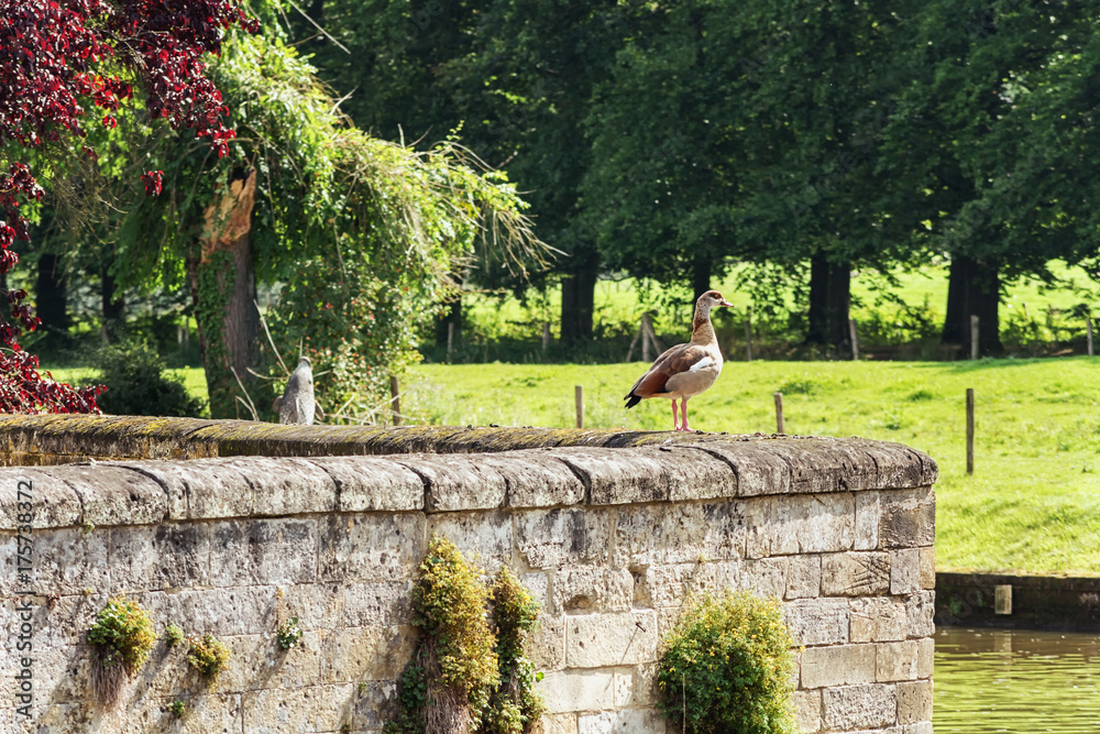Goose on the lookout on the moat wall of Schaloen castle in Valkenburg ...
