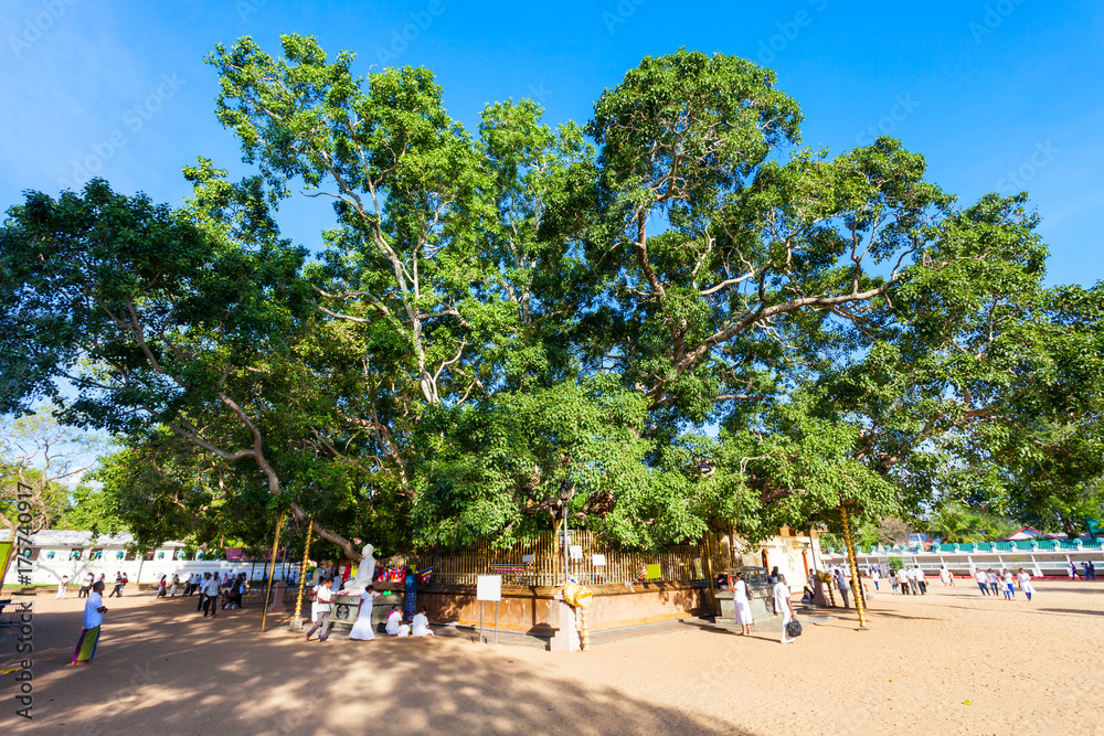 Bo Tree, Kataragama Temple Stock Photo | Adobe Stock