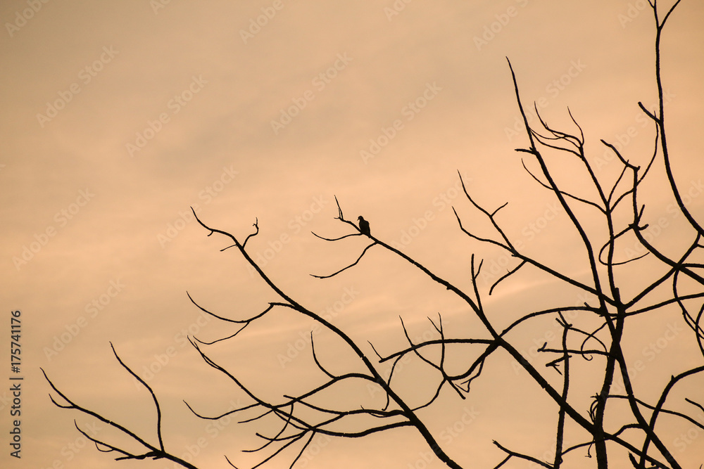 Silhouette of bird sitting on the brances of dried tree during sunset ...