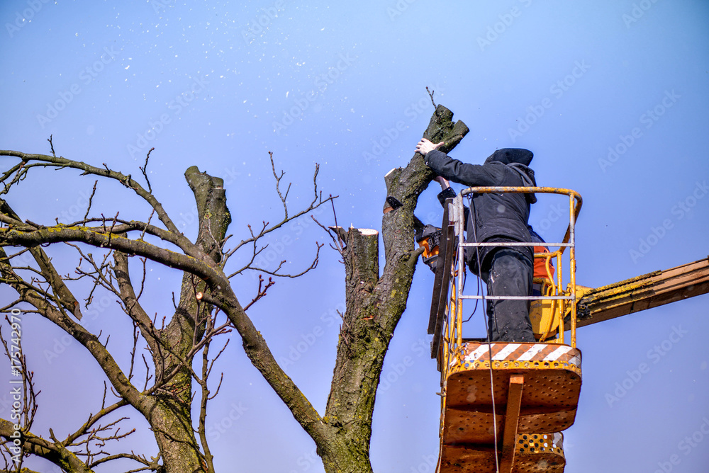 Tree pruning and sawing by a man with a chainsaw, standing on a ...