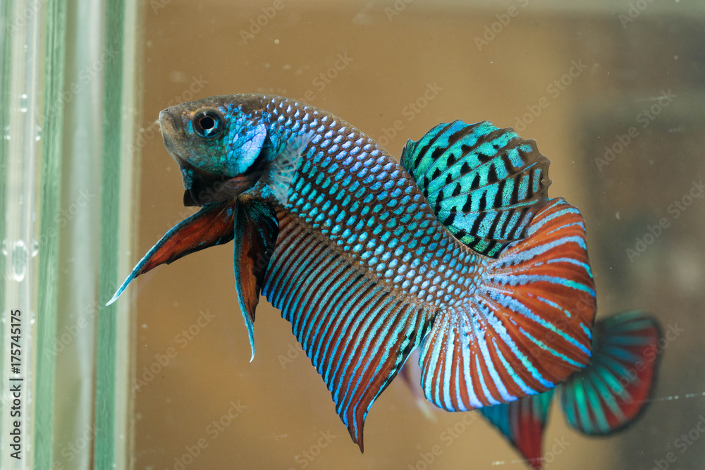 Mahachai betta. Stock Photo | Adobe Stock