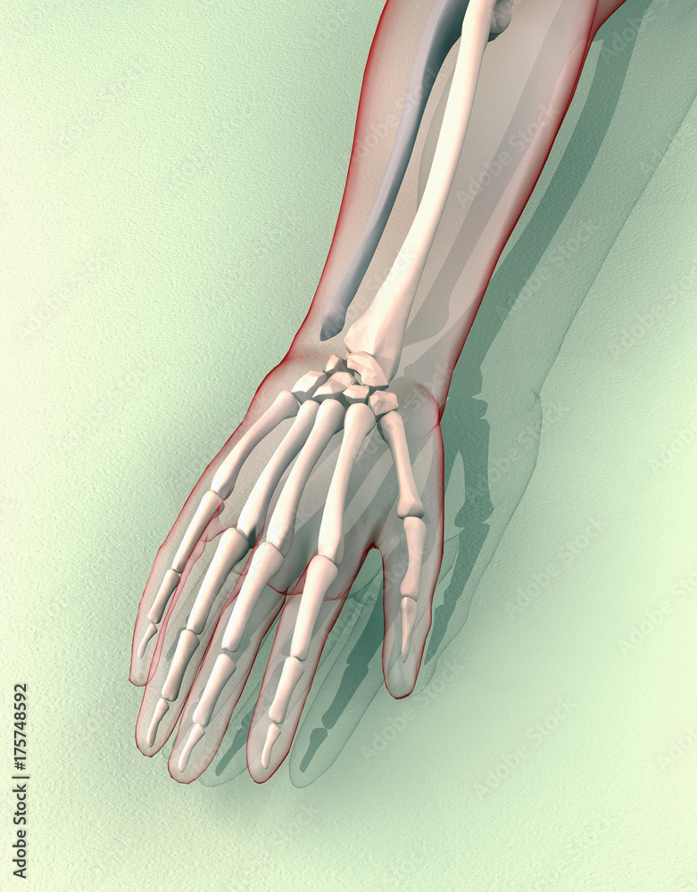 Human arm with semi-transparent form showing skeletal structure. 3d ...