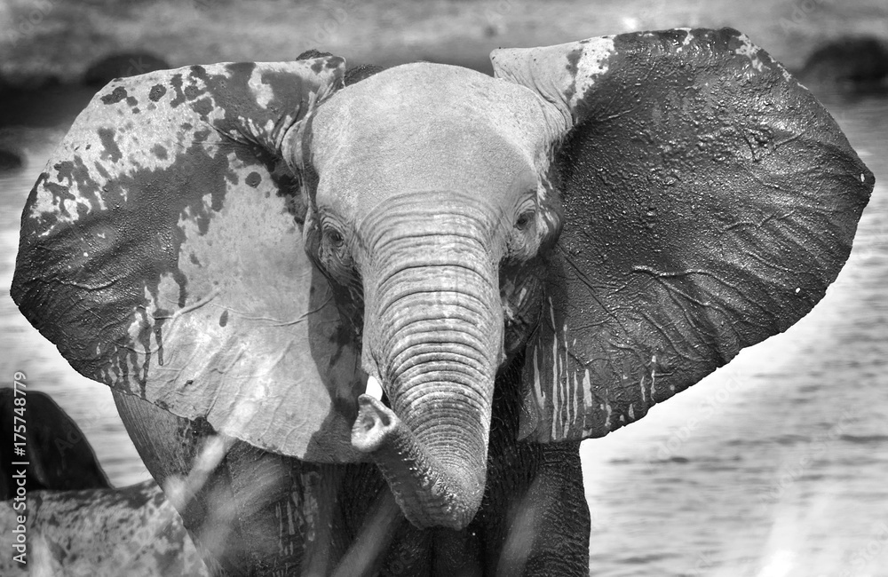 Elephant Head Trunk Up