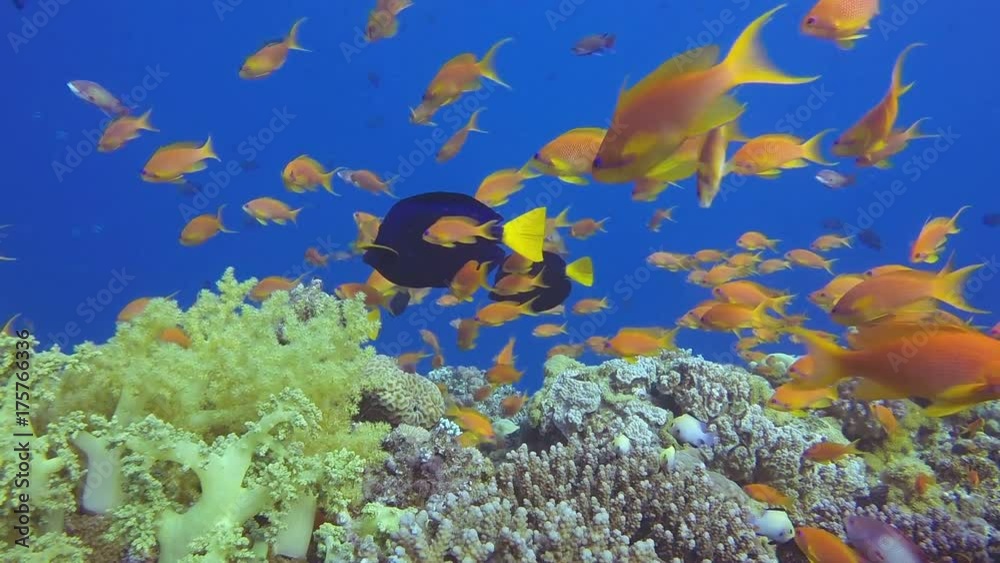 Underwater Red Sea Colorful World. Picture of beautiful underwater ...