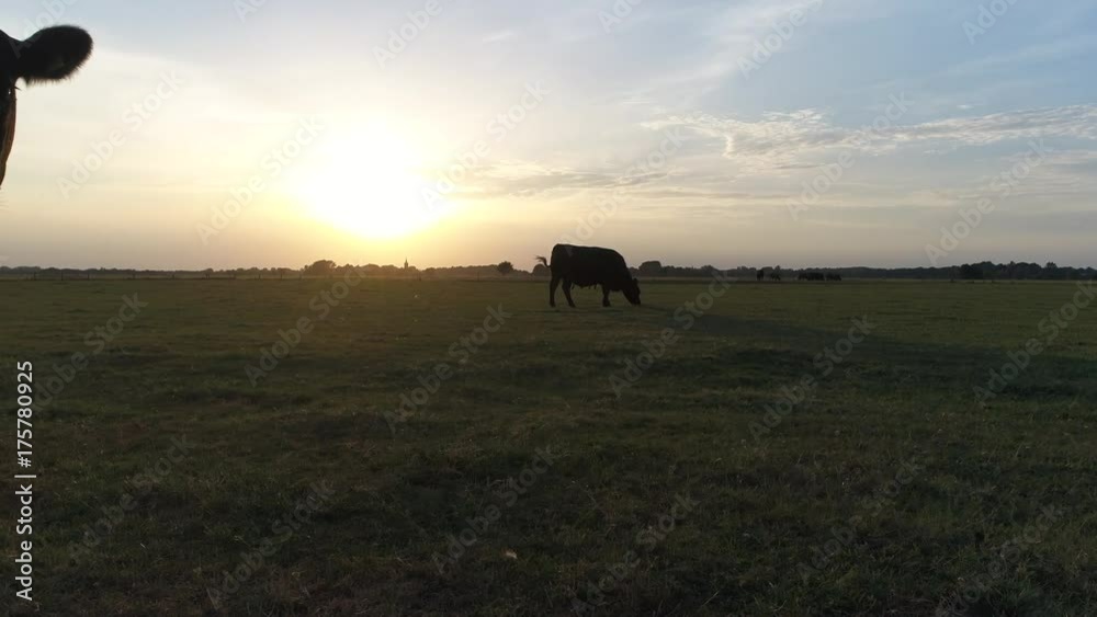 Aerial of Angus cattle during sundown standing on green field Angus ...