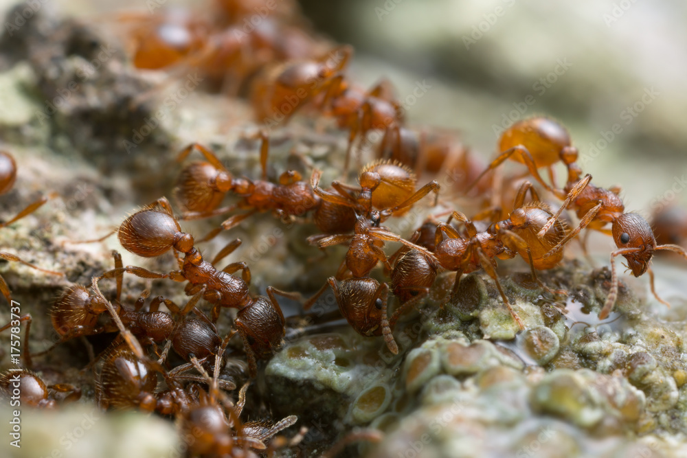 Myrmica ants feeding on sap on oak wood photographed with high ...