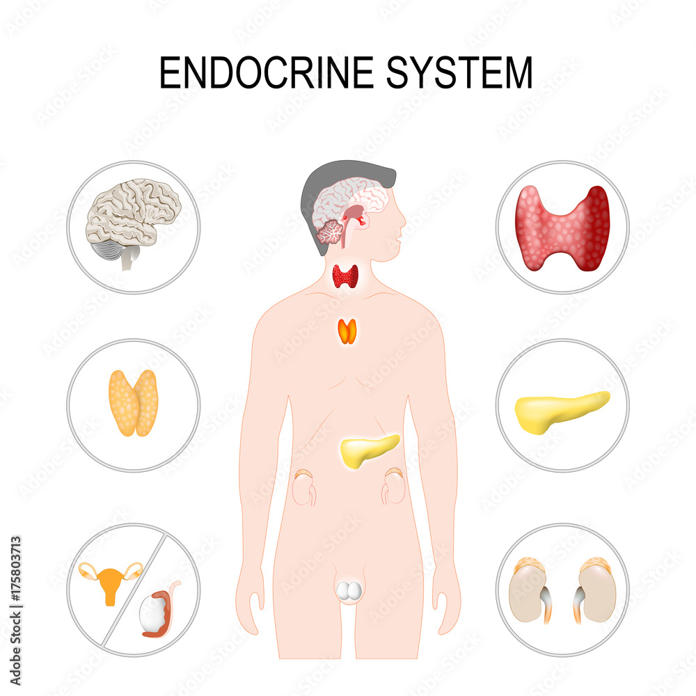 Endocrine System Clipart
