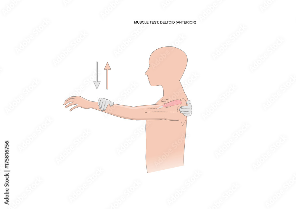 Poster Muscle test: deltoid (anterior portion) – Wall Art | UkPosters