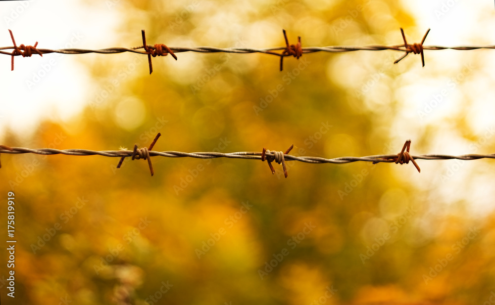 Barbed wire background. Stock Photo | Adobe Stock