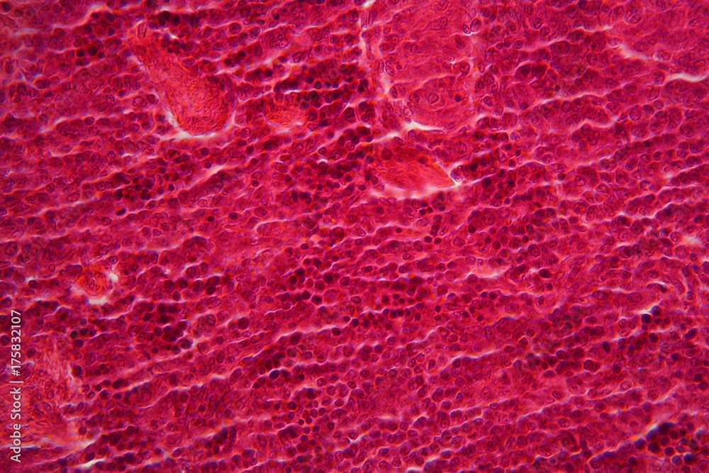 Pancreas Cells under the Microscope Stock Photo | Adobe Stock