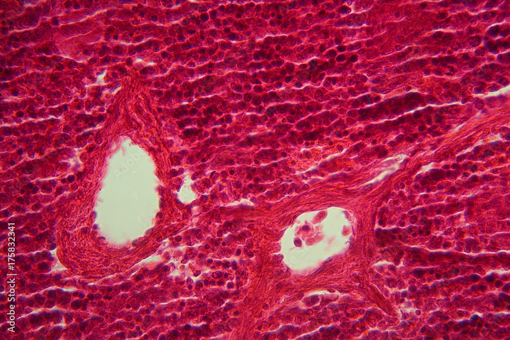 Pancreas Cells under the Microscope Stock Photo | Adobe Stock