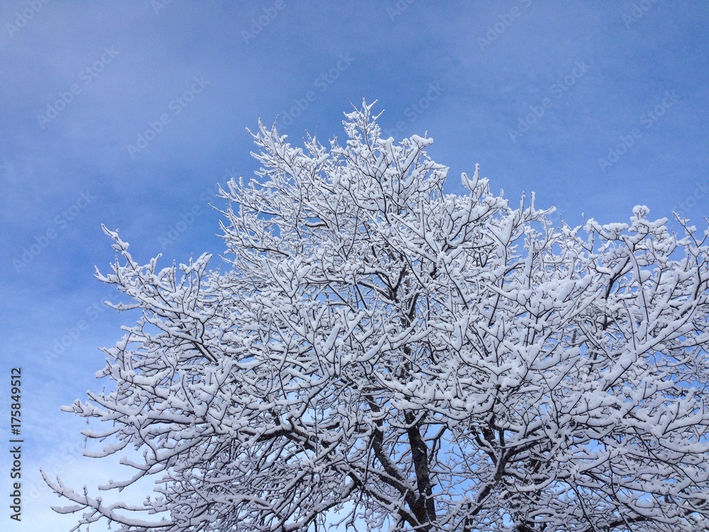 snowy tree Stock Photo | Adobe Stock