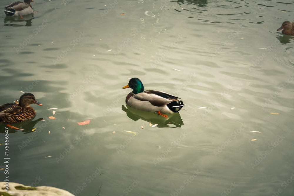 canards et pigeons pres d'un plan d'eau Stock Photo | Adobe Stock