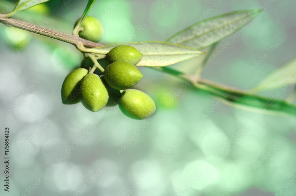 Foto Stock Oliven | Adobe Stock