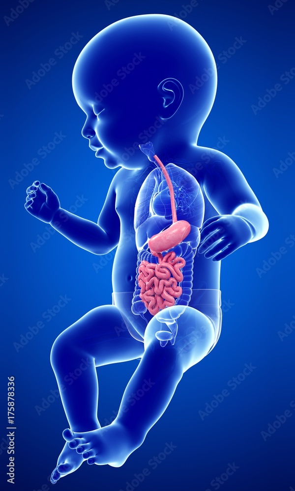 Baby's digestive system, illustration Stock Photo | Adobe Stock