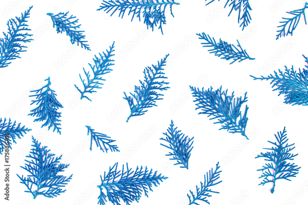 fresh blue pine leaves , Oriental Arborvitae, Thuja orientalis (also ...