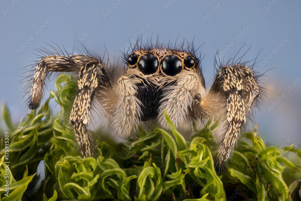 Focus Stacking - Jumping Spider, Zebra Back Spider, Spider, Salticus ...
