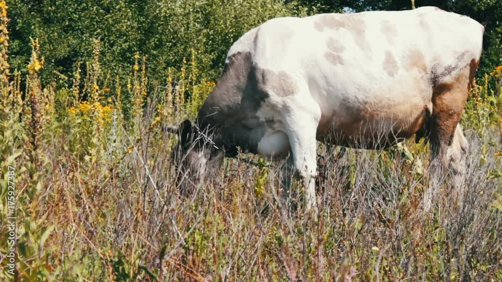 White big cow is eating grass on a meadow Stock Video | Adobe Stock