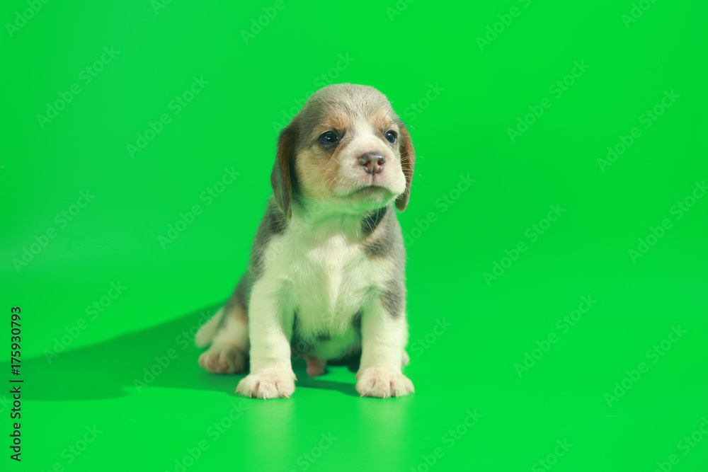 1 month pure breed beagle Puppy on green screen Stock Photo | Adobe Stock