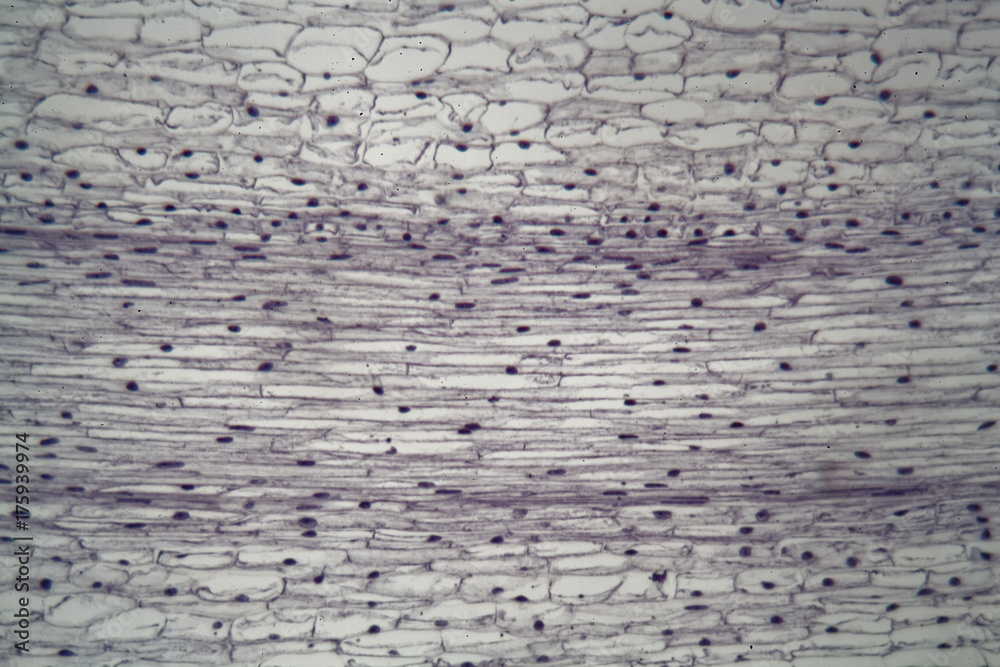 Cells of a root under the microscope. Stock Photo | Adobe Stock