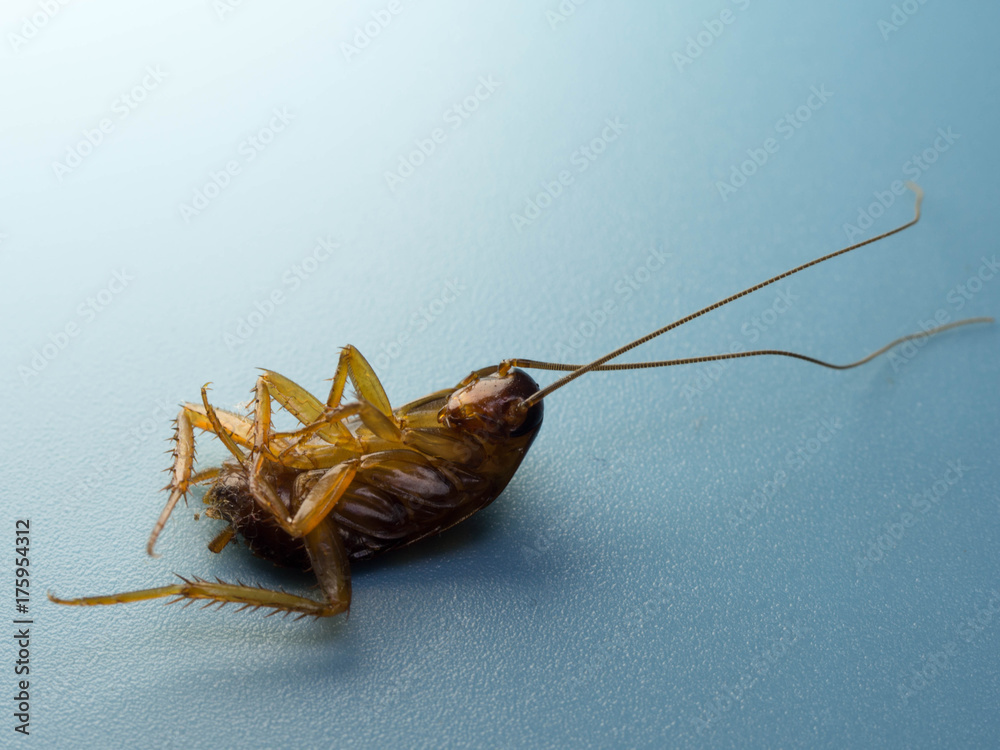 Closeup cockroach show details all of body on a blue background ...