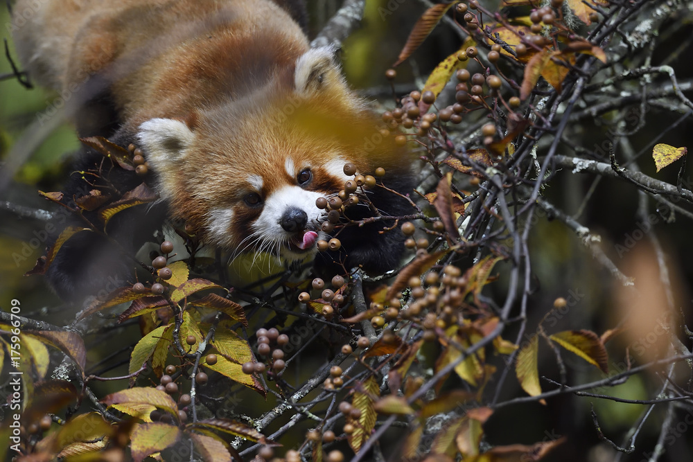 Red Panda Eating Berries