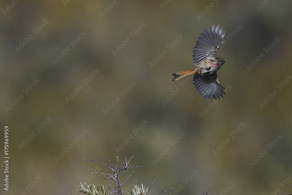 Finch bird flying with wings spread Stock Photo | Adobe Stock