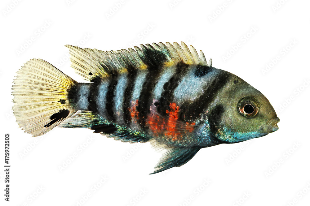Convict cichlid Amatitlania nigrofasciata zebra cichlids aquarium fish ...