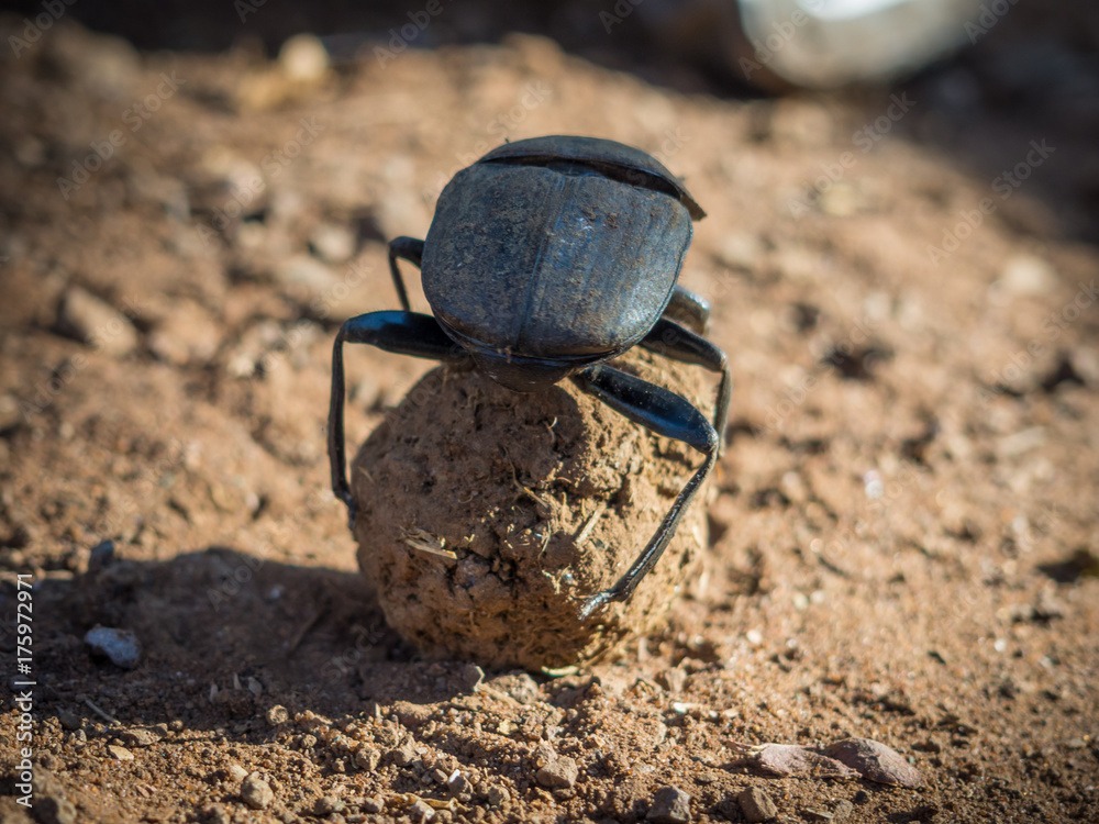 African dung scarab beetle or Scarabaeus sacer rolling his dung ball ...
