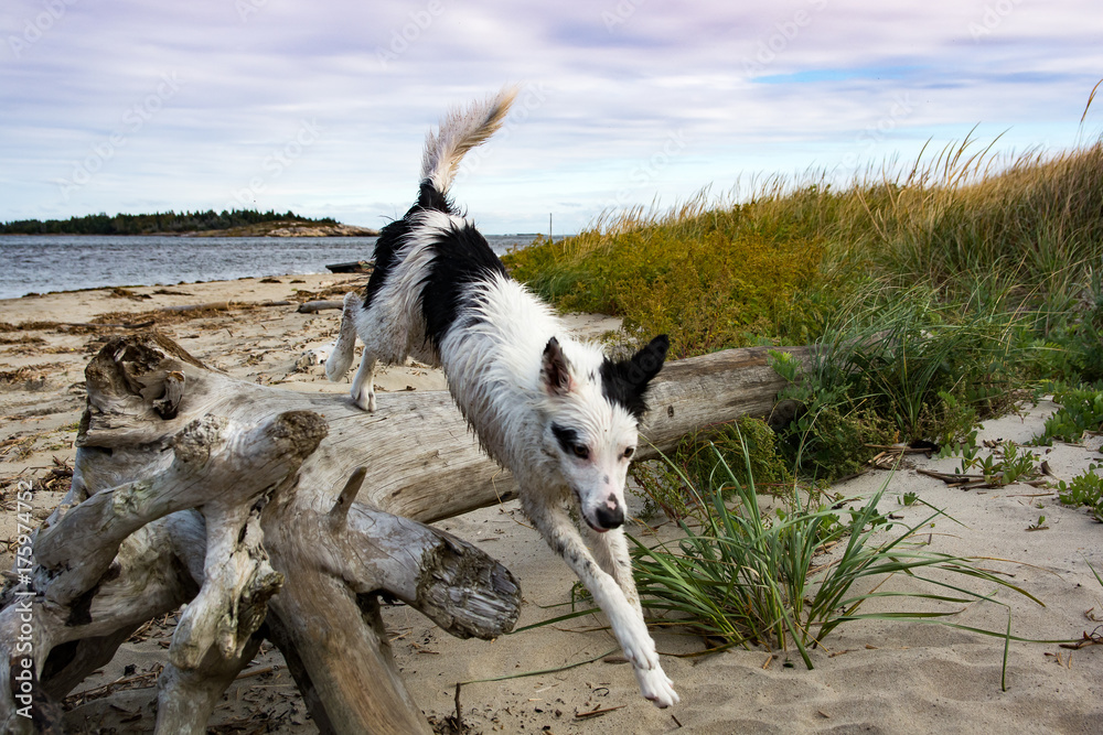 Poster Our Pup – Wall Art | UkPosters