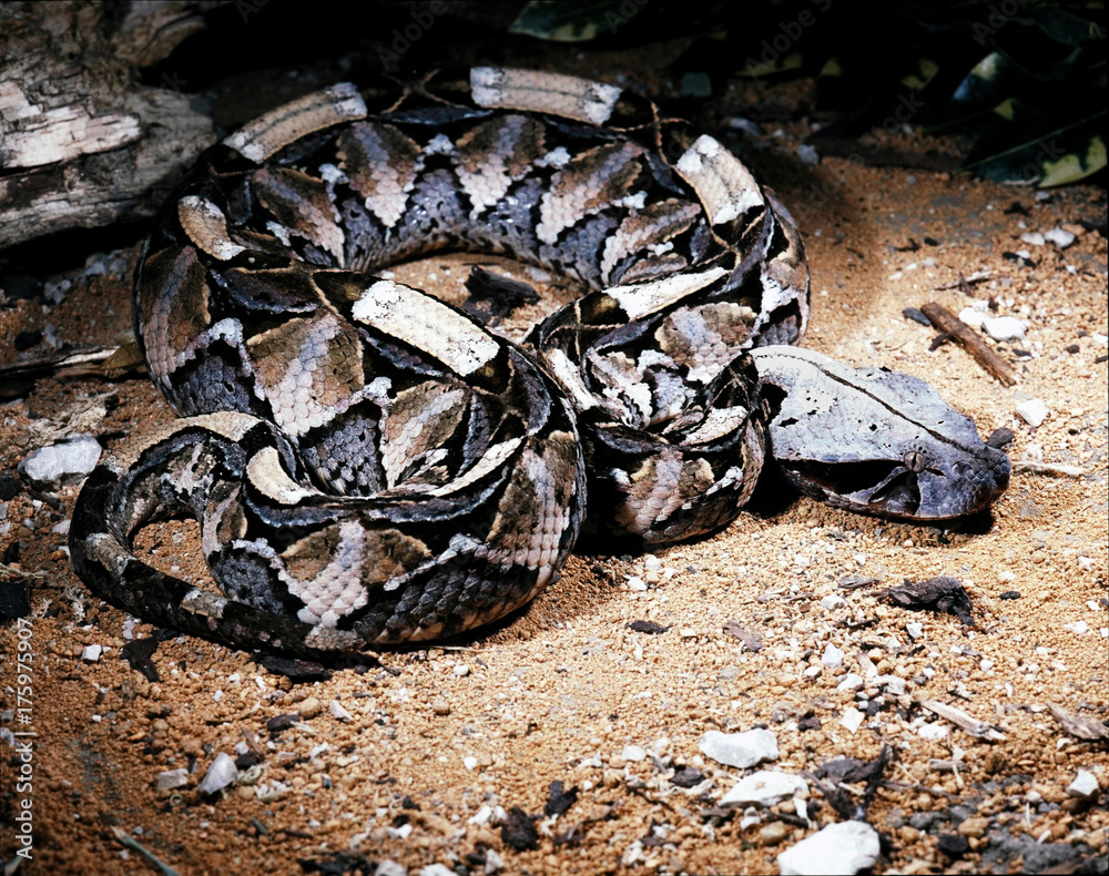 Gaboon viper, Bitis gabonica rhinoceros, is the largest viper with ...