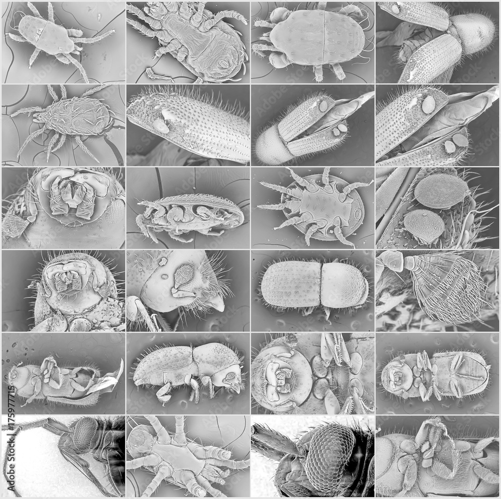 Insect electron microscope photos. Bark beetles, parasitic ticks and ...