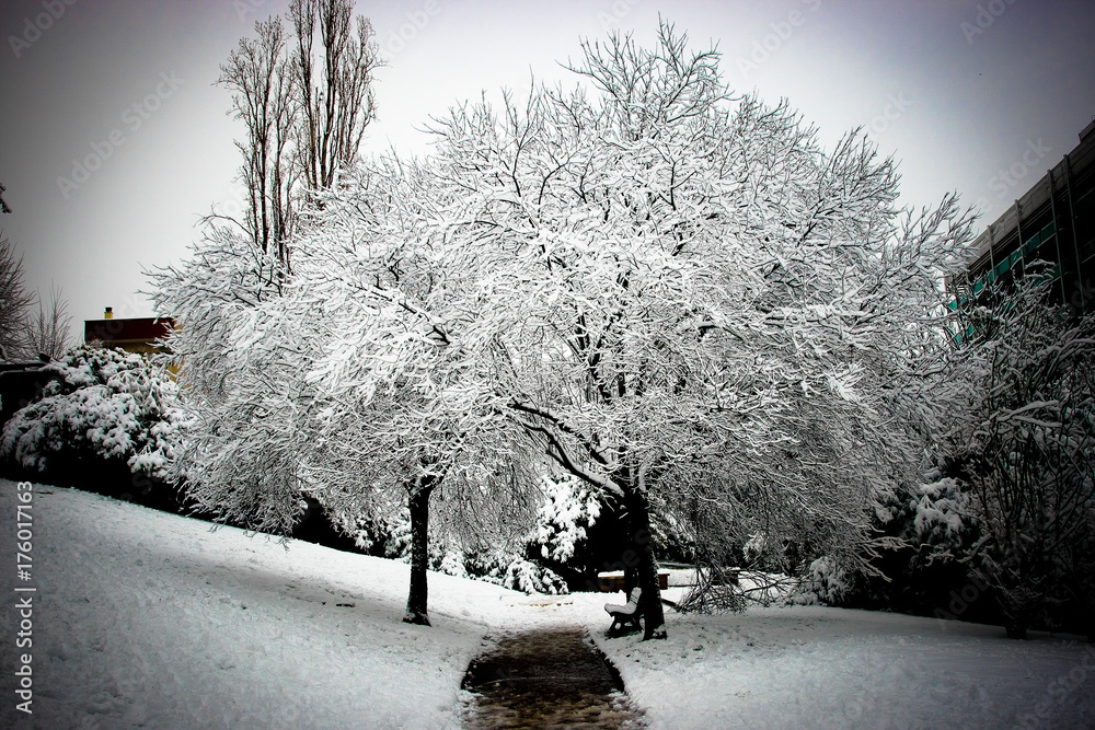 Tall tree after a rare roman snowfall Stock Photo | Adobe Stock