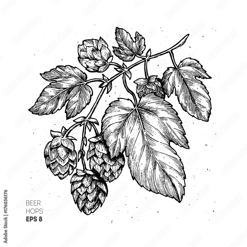 Beer hop illustration. Engraved style illustration. Vintage beer design ...
