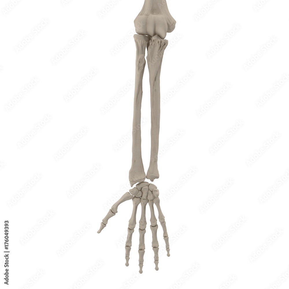 Real Human Arm Bones